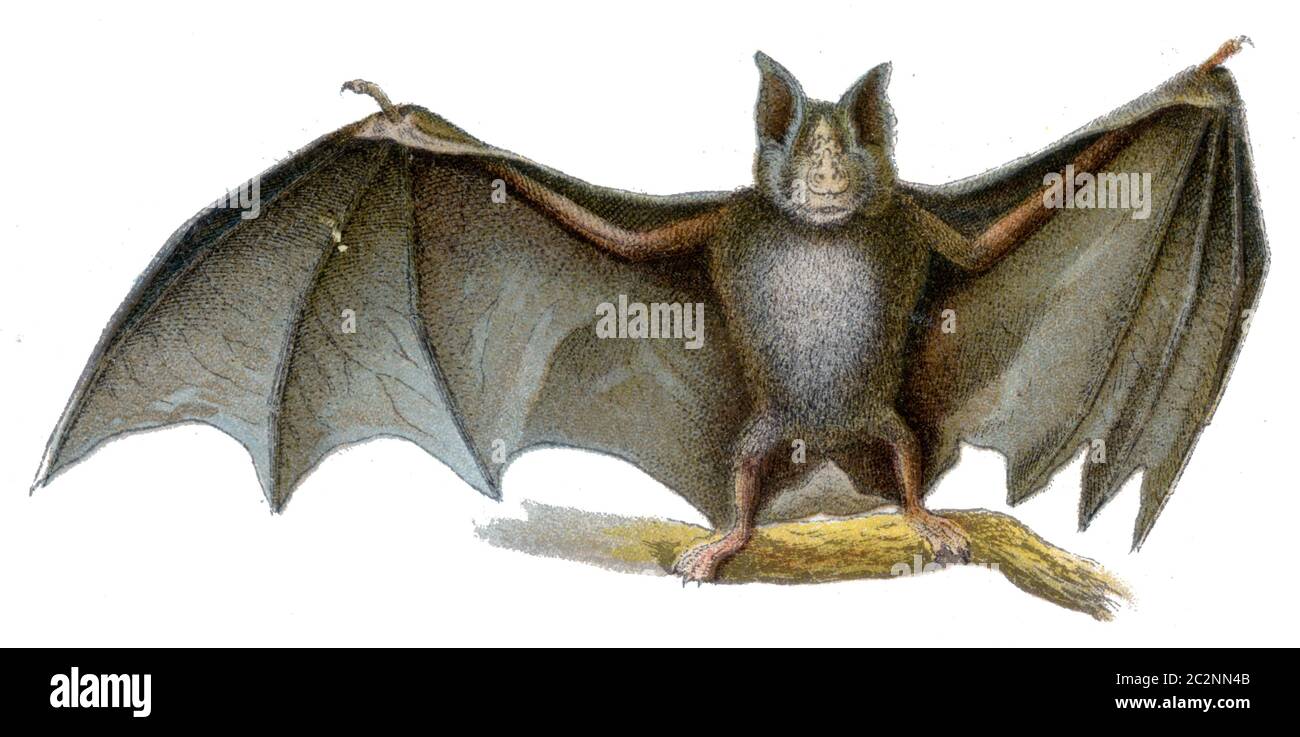 greater horseshoe bat / Rhinolophus ferrumequinum / Hufeisennase, Große ...