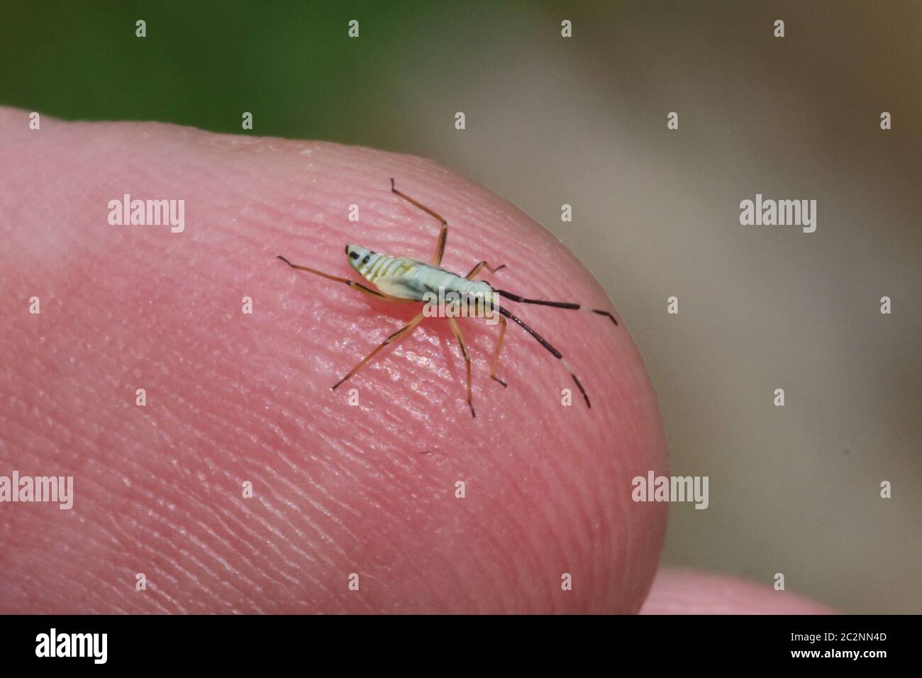 Cimicomorph bug hi-res stock photography and images - Alamy