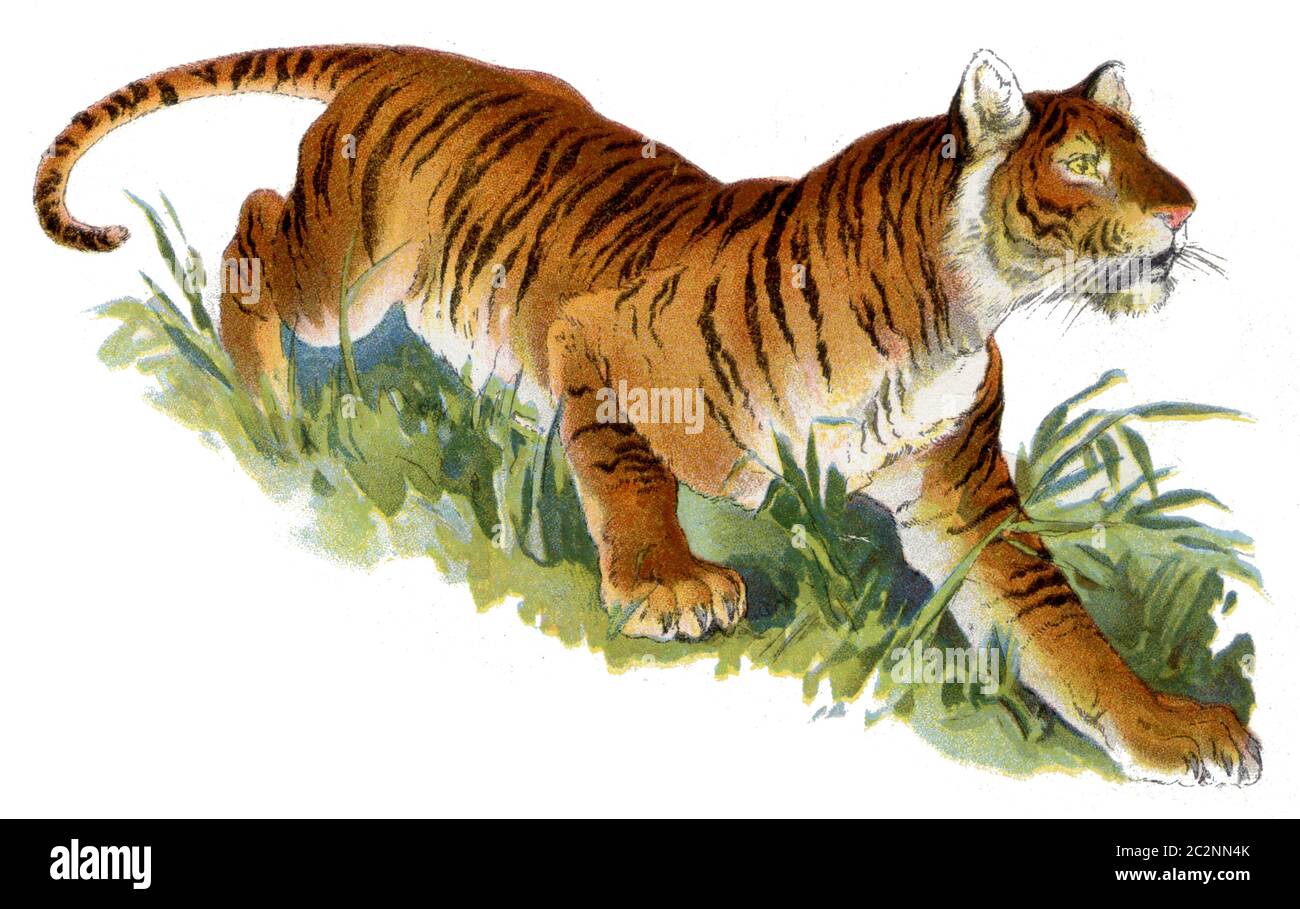 tiger / Panthera tigris / Tiger / zoology book, 1913 Stock Photo - Alamy