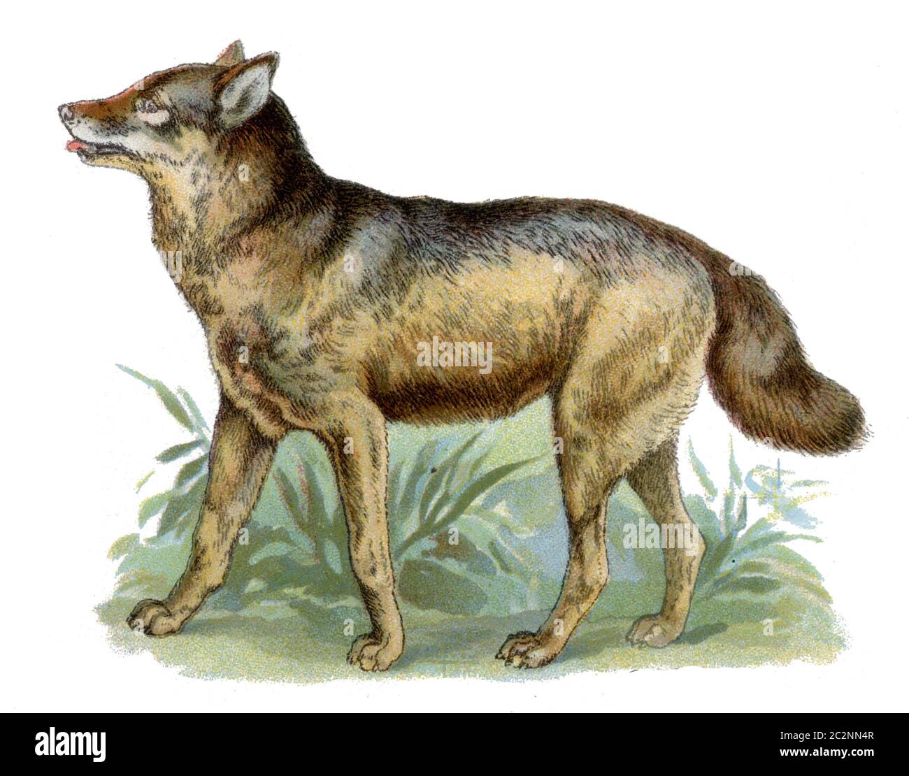 wolf / Canis lupus / Wolf / zoology book, 1913 Stock Photo - Alamy