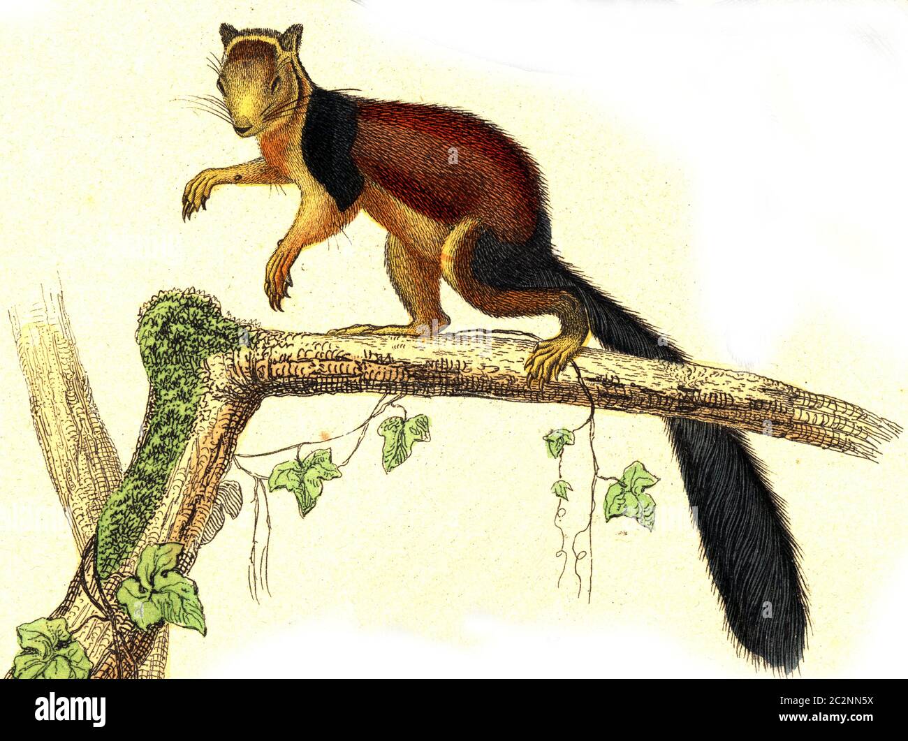 The great squirrel of the coast of Malabar, vintage engraved ...