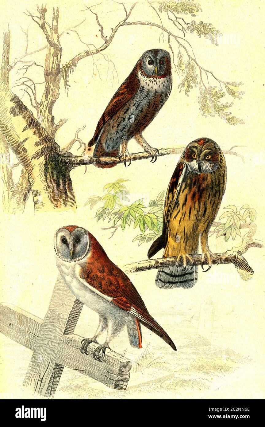 The cat hooting, the owl, the barn, vintage engraved illustration. From ...