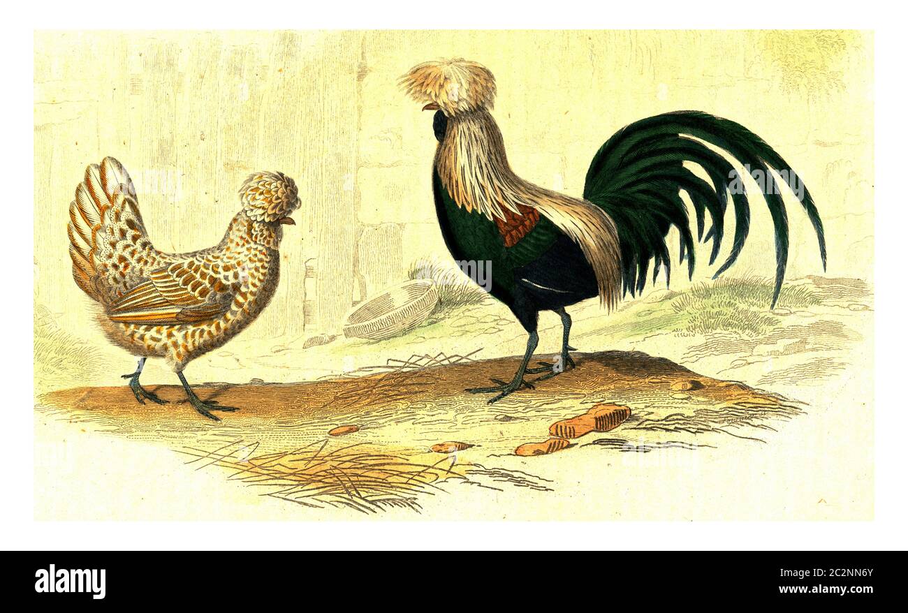 Hooded hen, The rooster crest, vintage engraved illustration. From ...