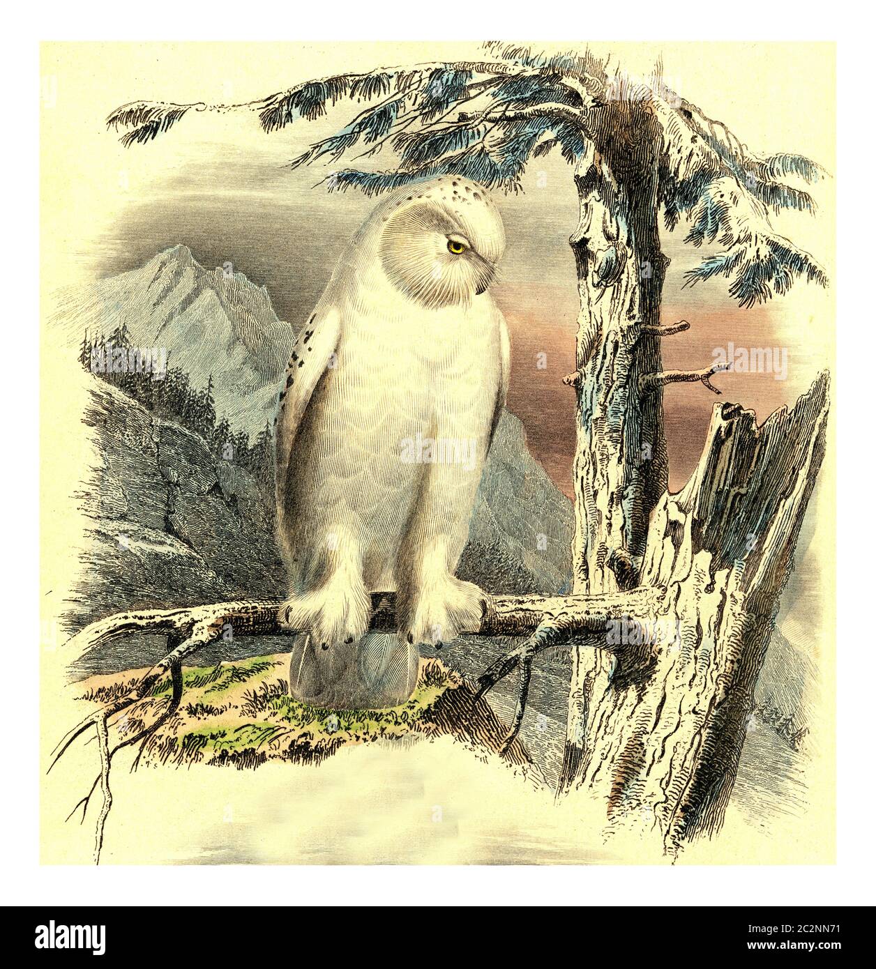 Fauna historic illustration zoology hi-res stock photography and images ...
