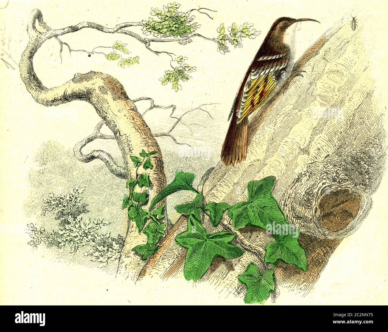 Treecreeper, vintage engraved illustration. From Buffon Complete Work ...