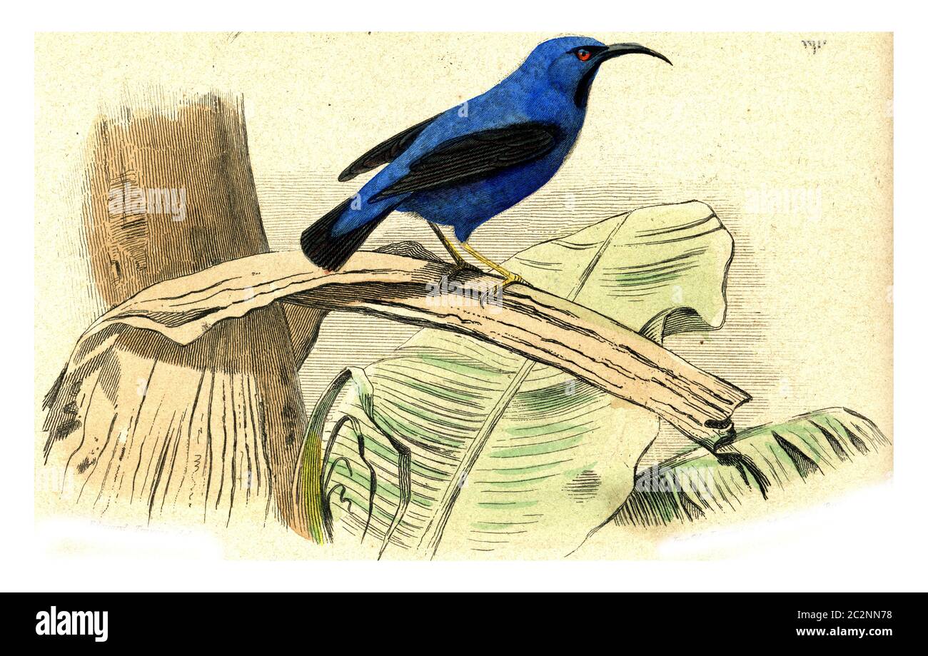 The blue creeper, vintage engraved illustration. From Buffon Complete ...