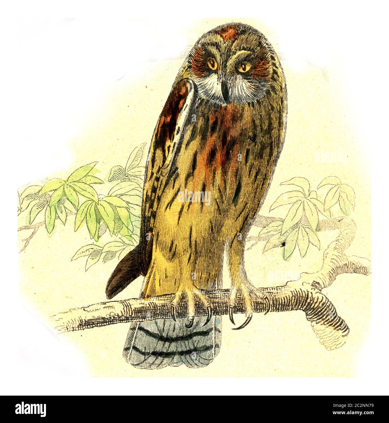 The owl, vintage engraved illustration. From Buffon Complete Work Stock ...