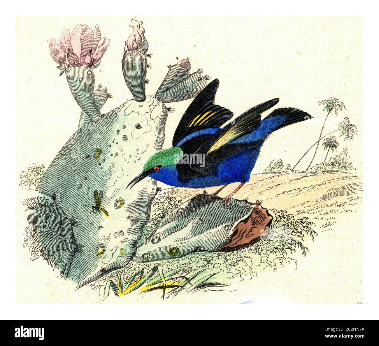 Treecreeper, vintage engraved illustration. From Buffon Complete Work ...