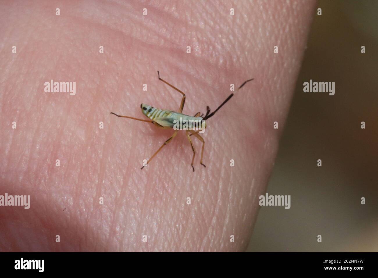 A final instar nymph of the predatory bug Cyllecoris histrionius, taken ...