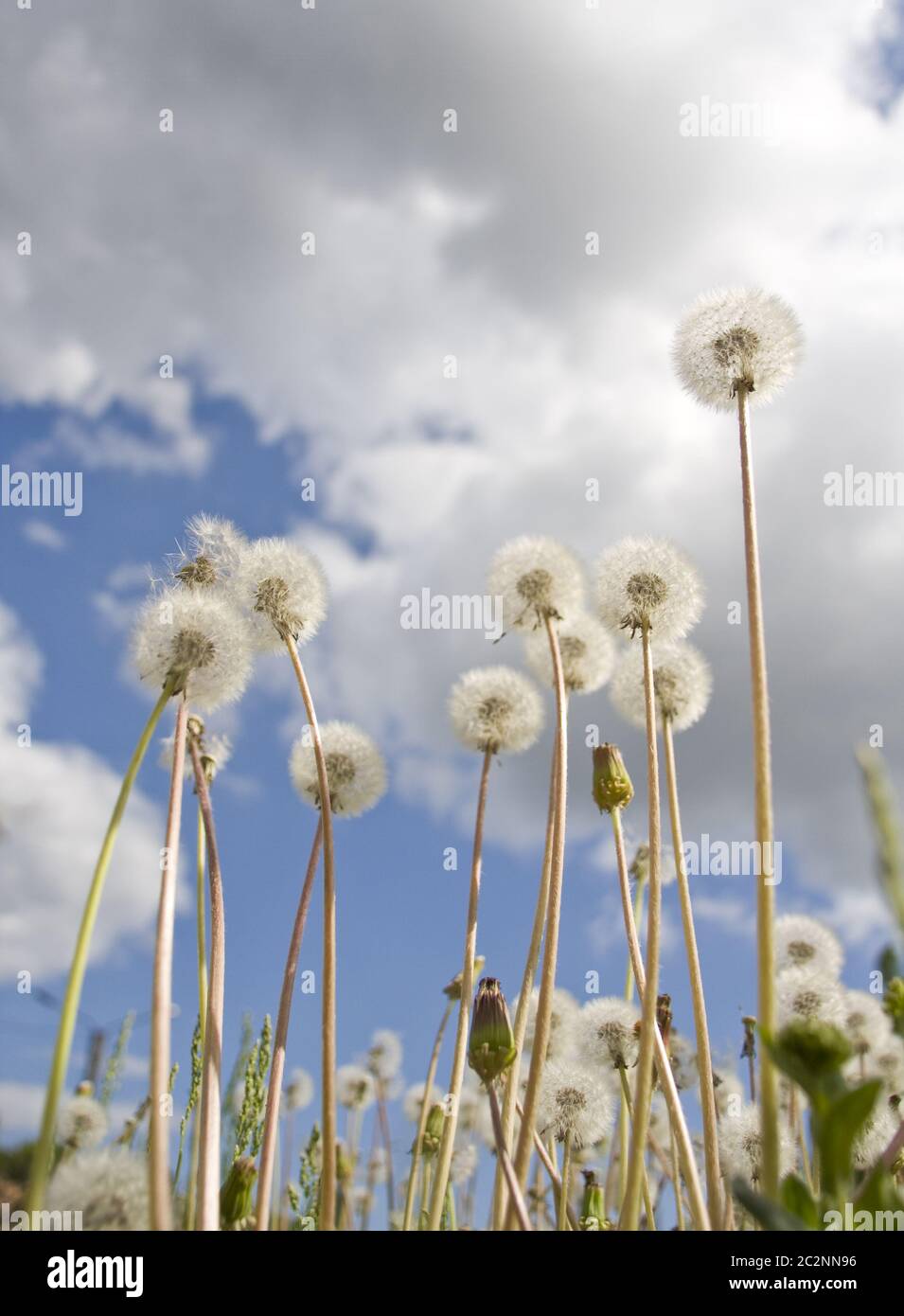 Dandelions on lawn Stock Photo - Alamy