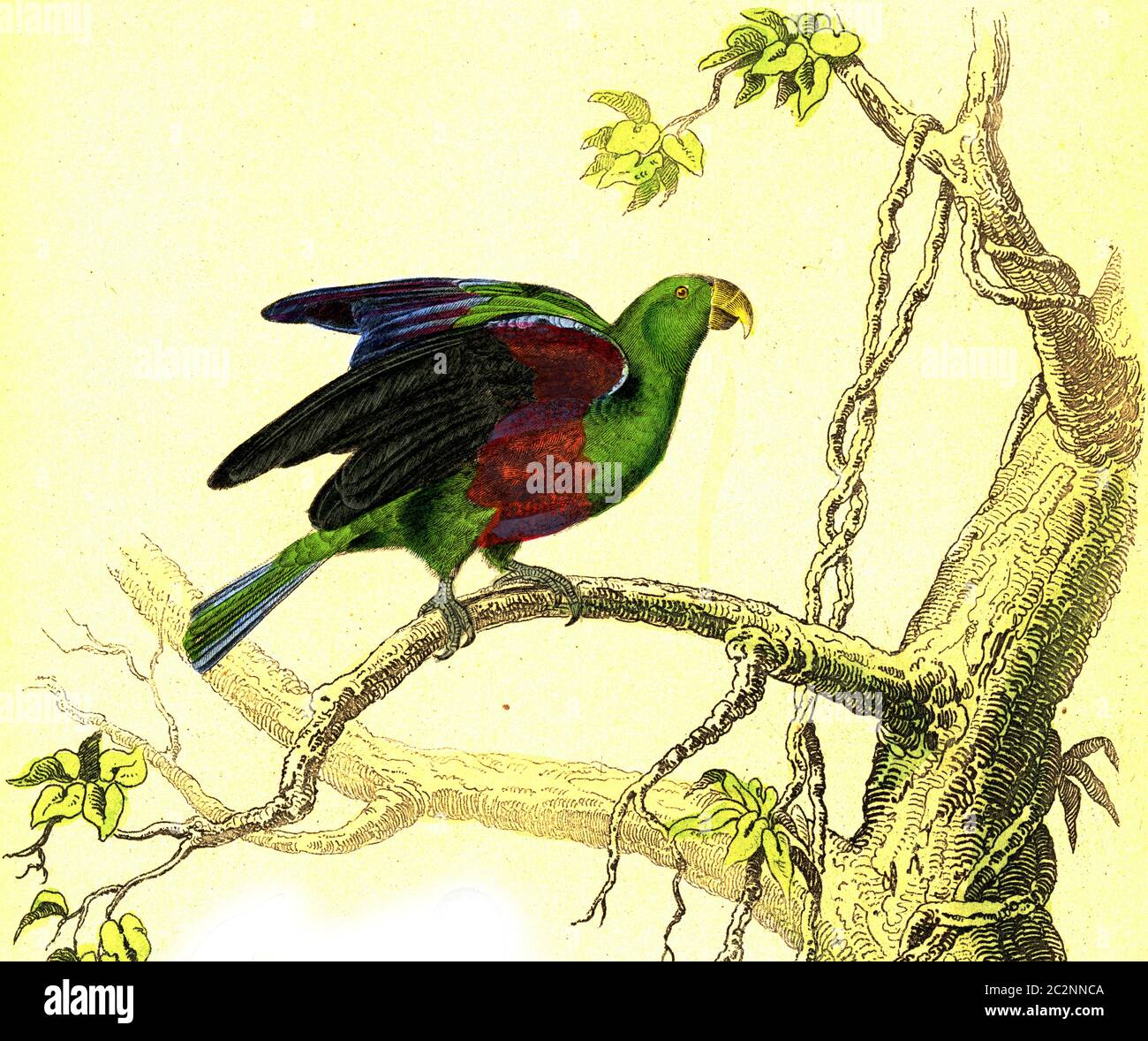 The Green Parrot, vintage engraved illustration. From Buffon Complete ...