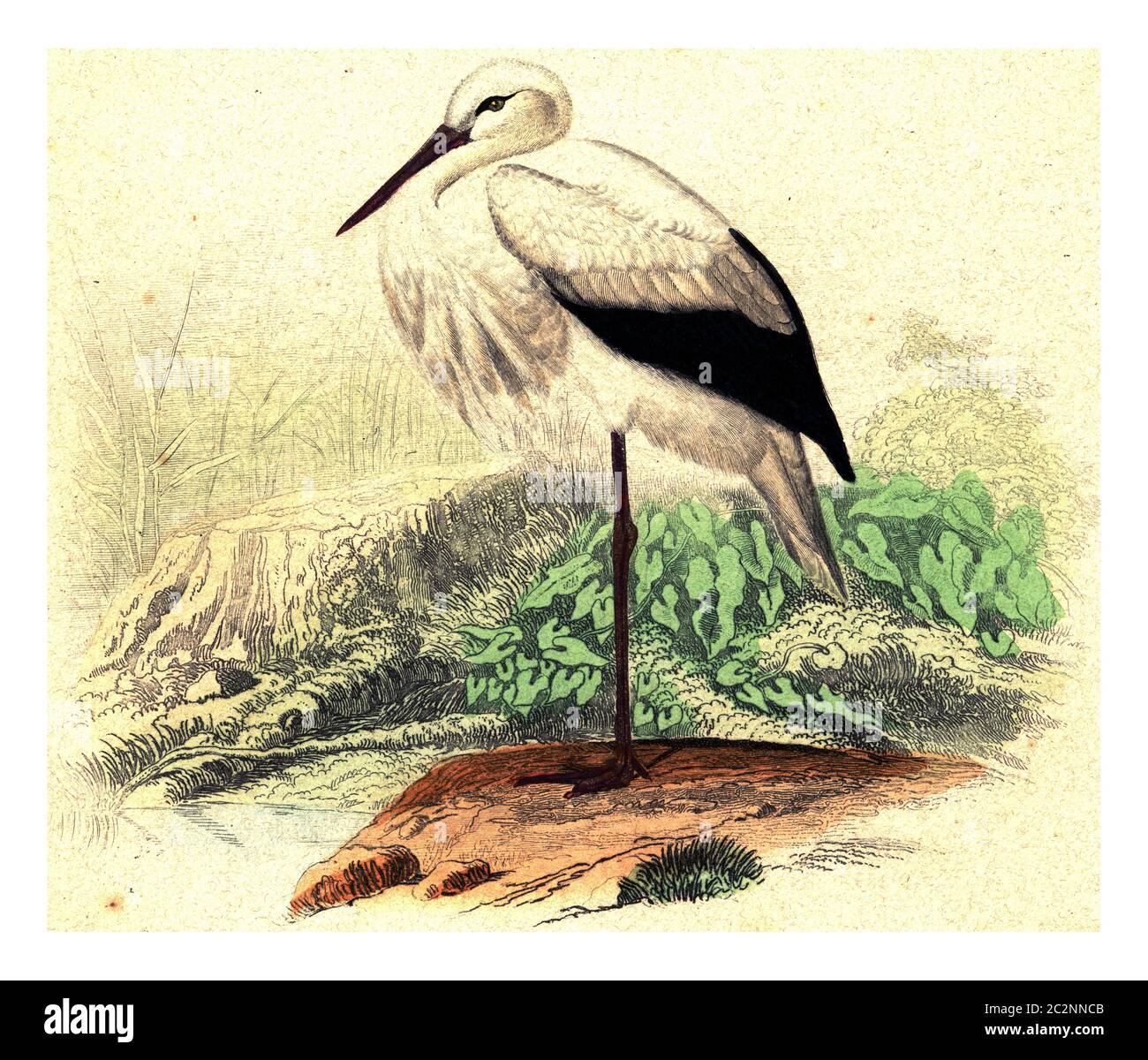 The stork, vintage engraved illustration. From Buffon Complete Work ...