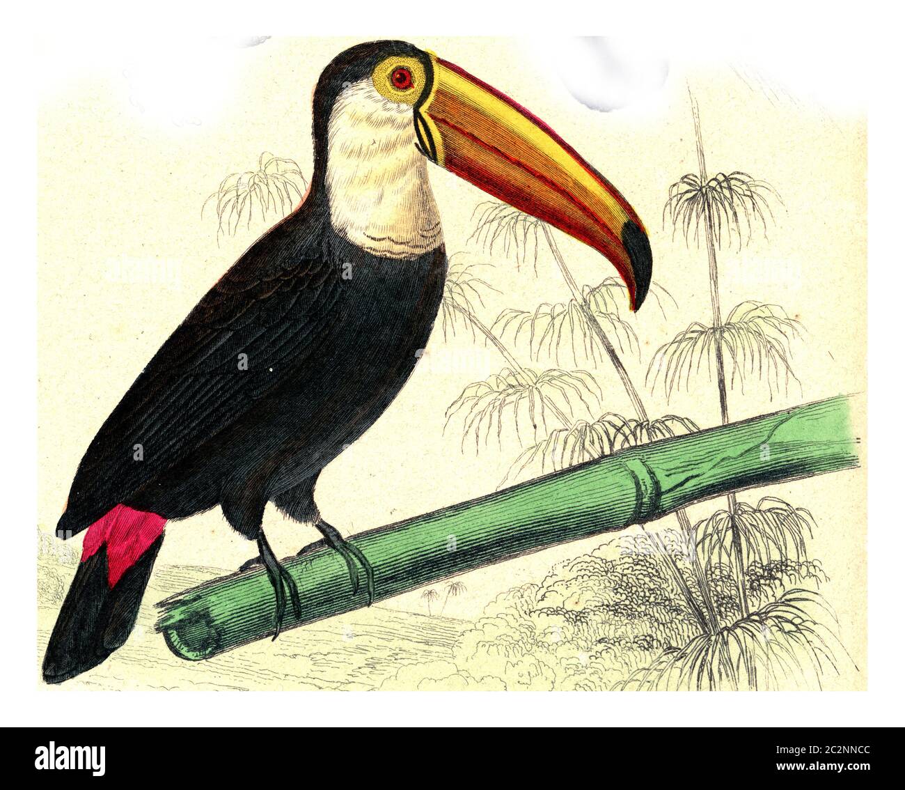 The Toucan, vintage engraved illustration. From Buffon Complete Work ...