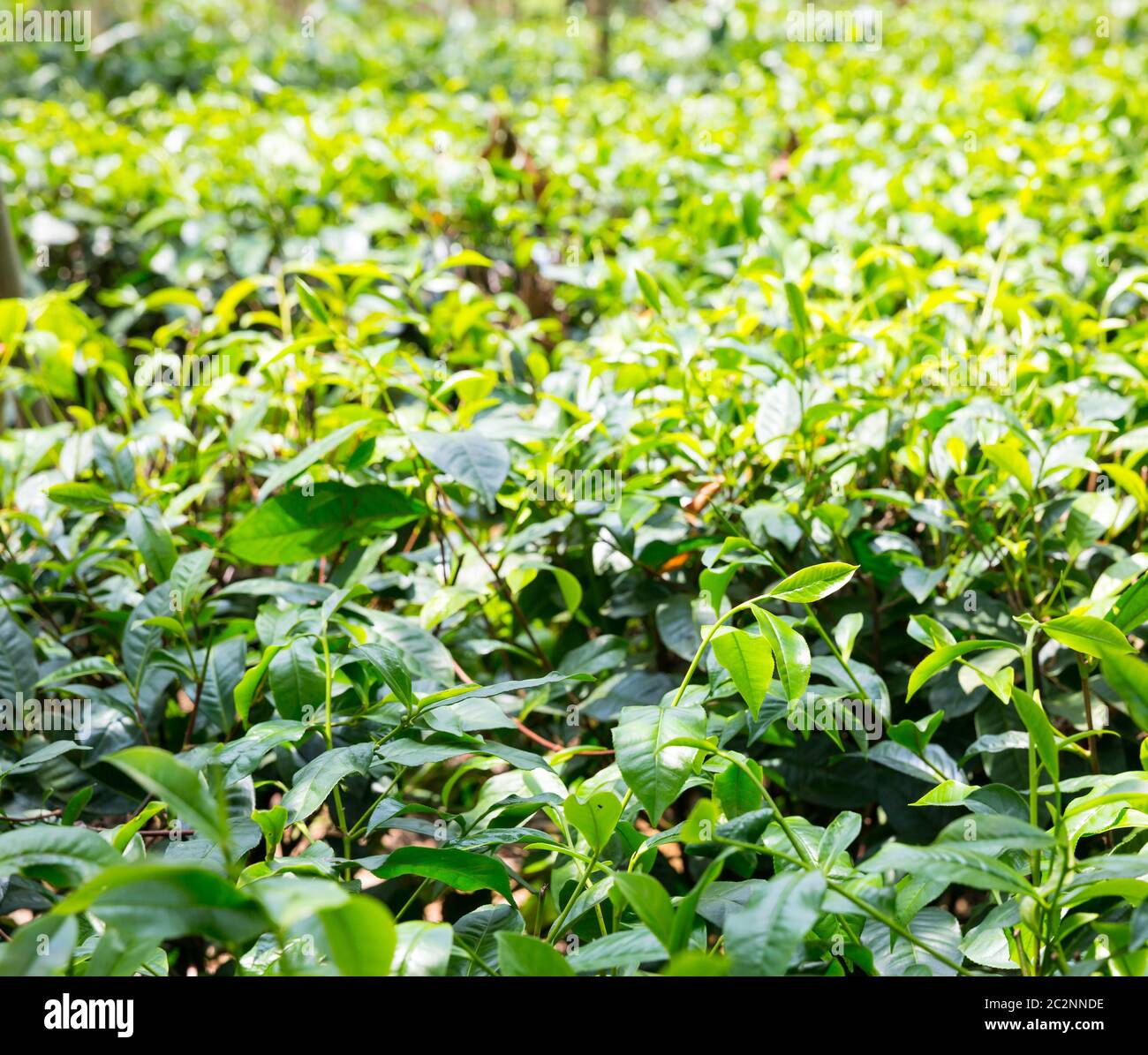 Ceylon tea bushes, green plantations of Sri Lanka. Harvest fields Stock ...