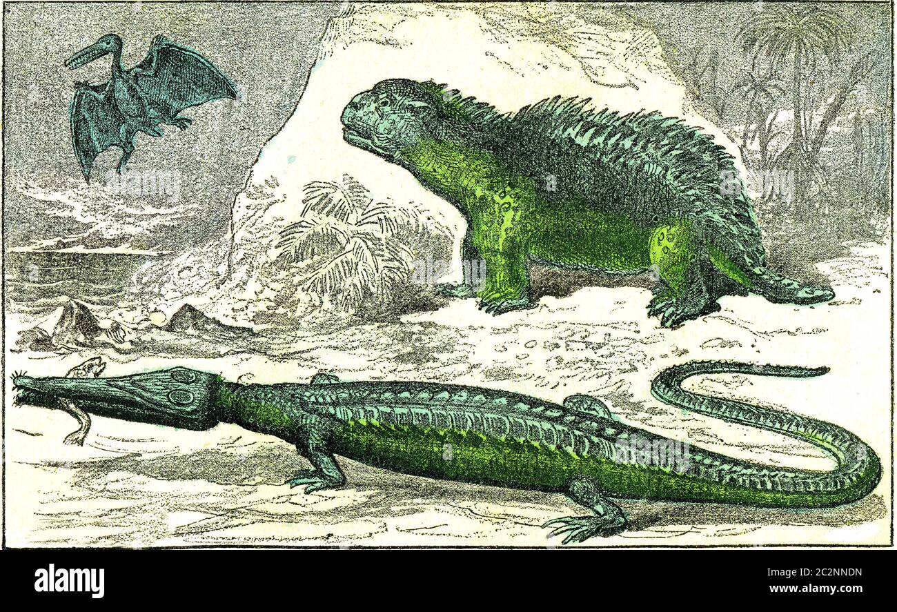 Hylaeosaurus fossil hi-res stock photography and images - Alamy