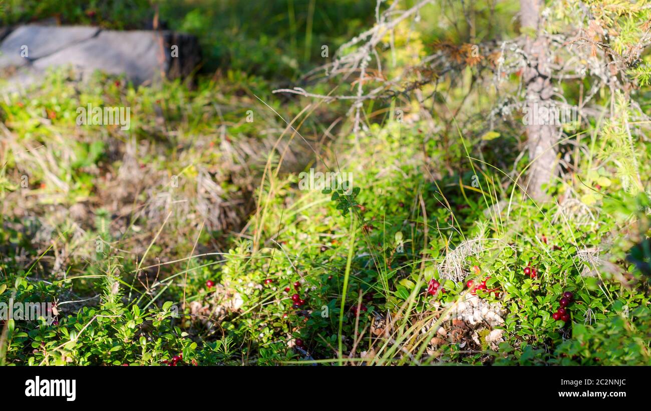 Many bright red berries of wild cranberries grow on green bushes in a ...
