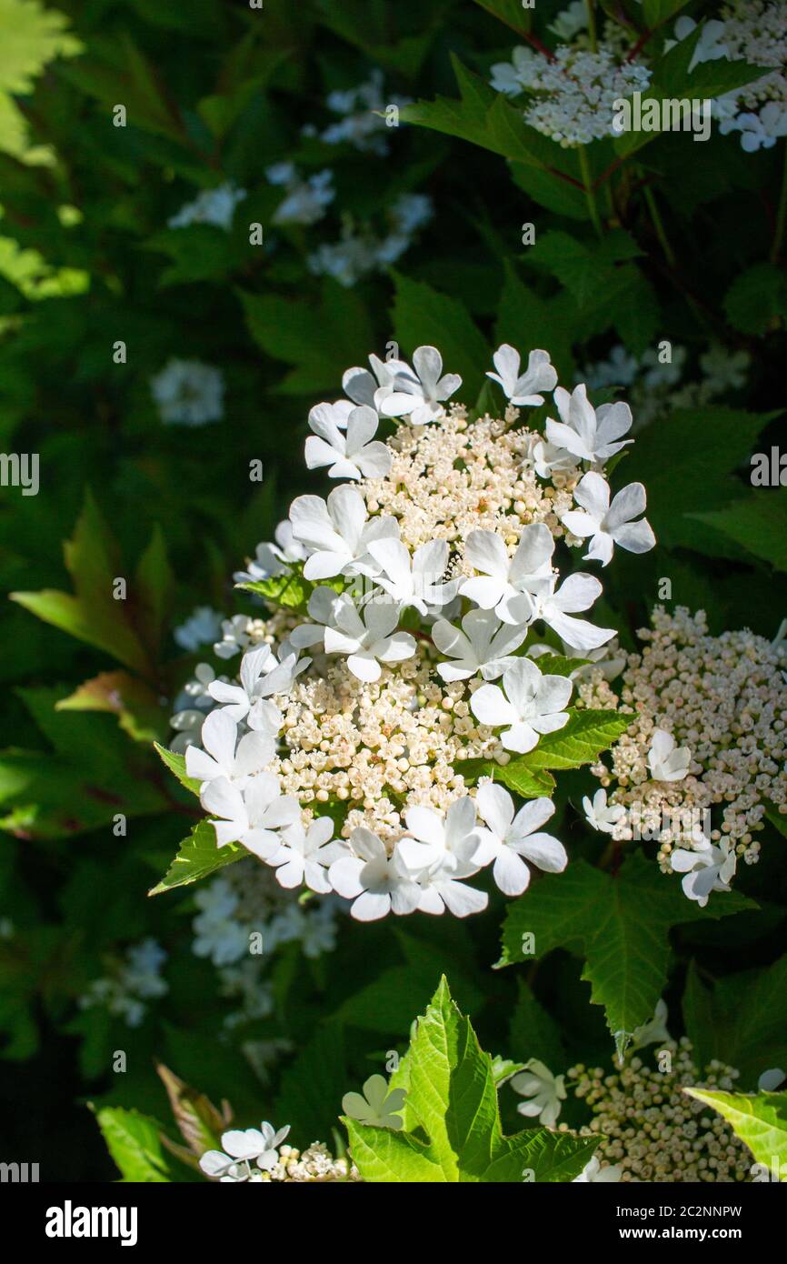 Close up view of beautiful white buds and blossoms on a compact ...