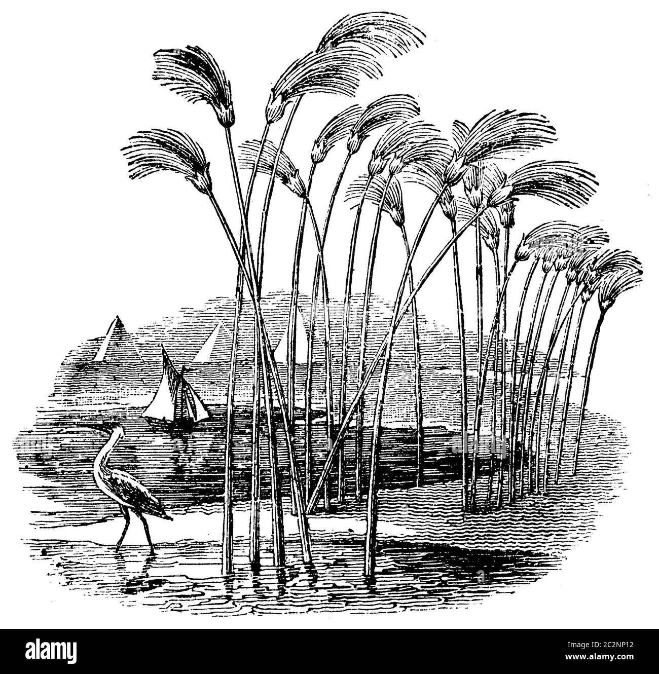 Echter papyrus Black and White Stock Photos & Images - Alamy