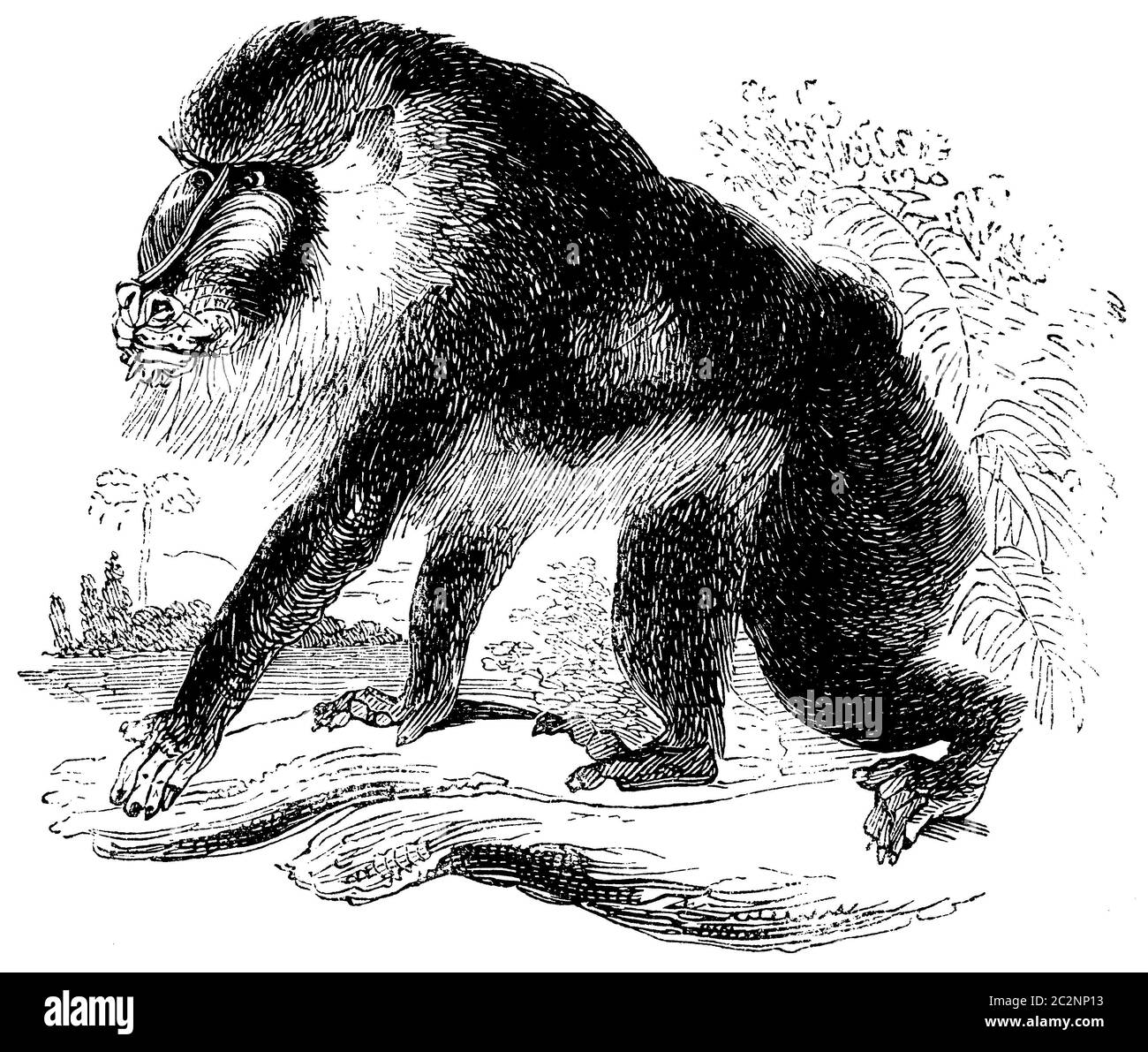 mandrill / Mandrillus sphinx / Mandrill (biology book, 1882 Stock Photo ...