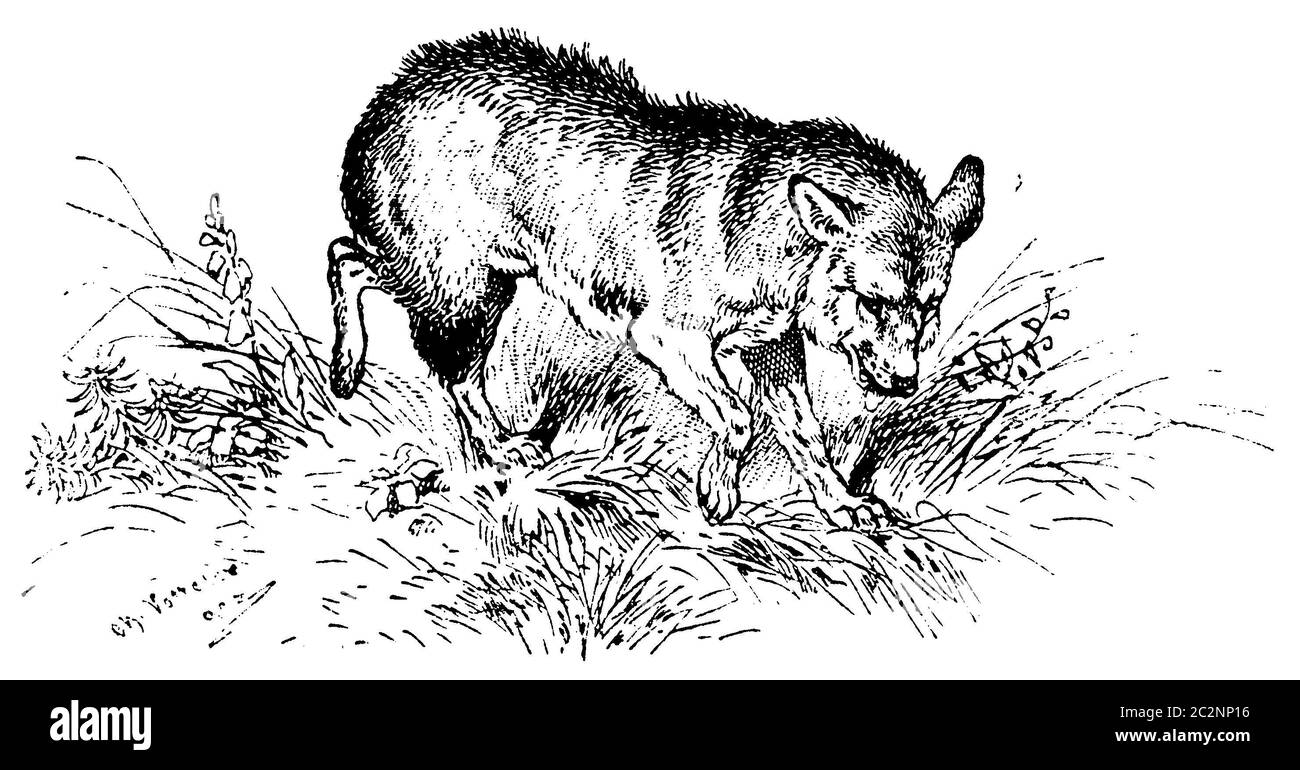 Wolf cut Cut Out Stock Images & Pictures - Alamy