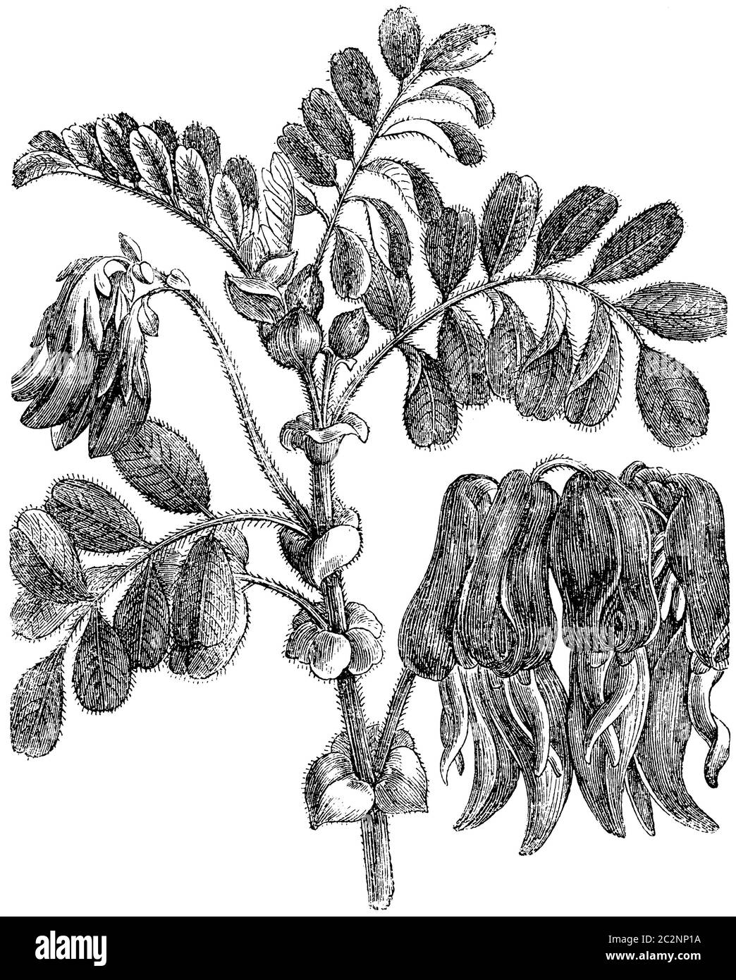 Sturt's Desert Pea / Swainsona formosa / Wüstenerbse (encyclopedia ...