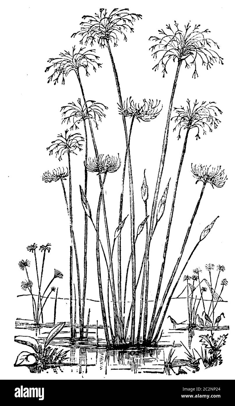 papyrus sedge / Cyperus papyrus / Papyrus (religion history book, 1885 ...