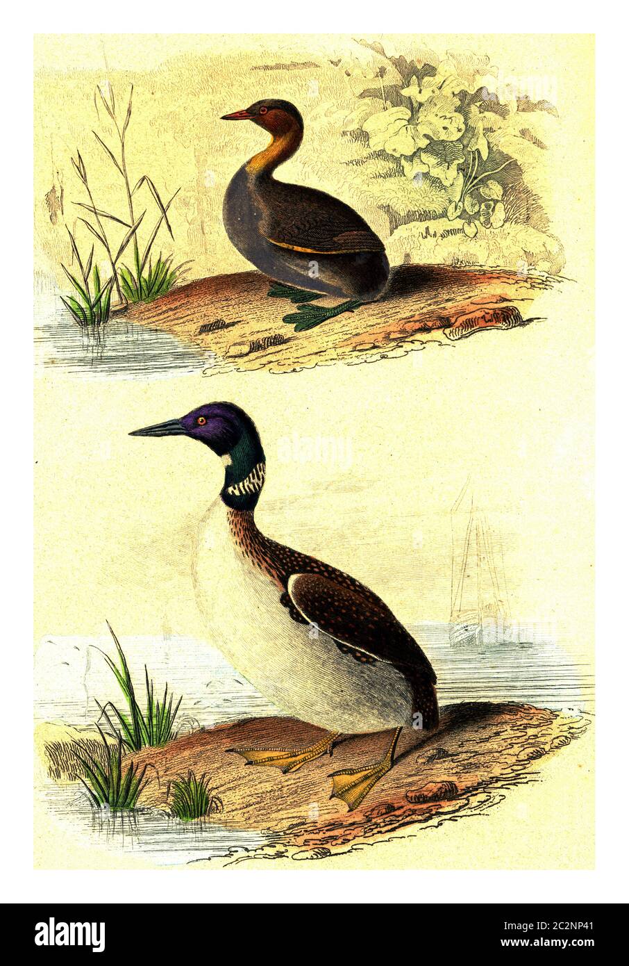 The grebe, Great diving, vintage engraved illustration. From Buffon ...