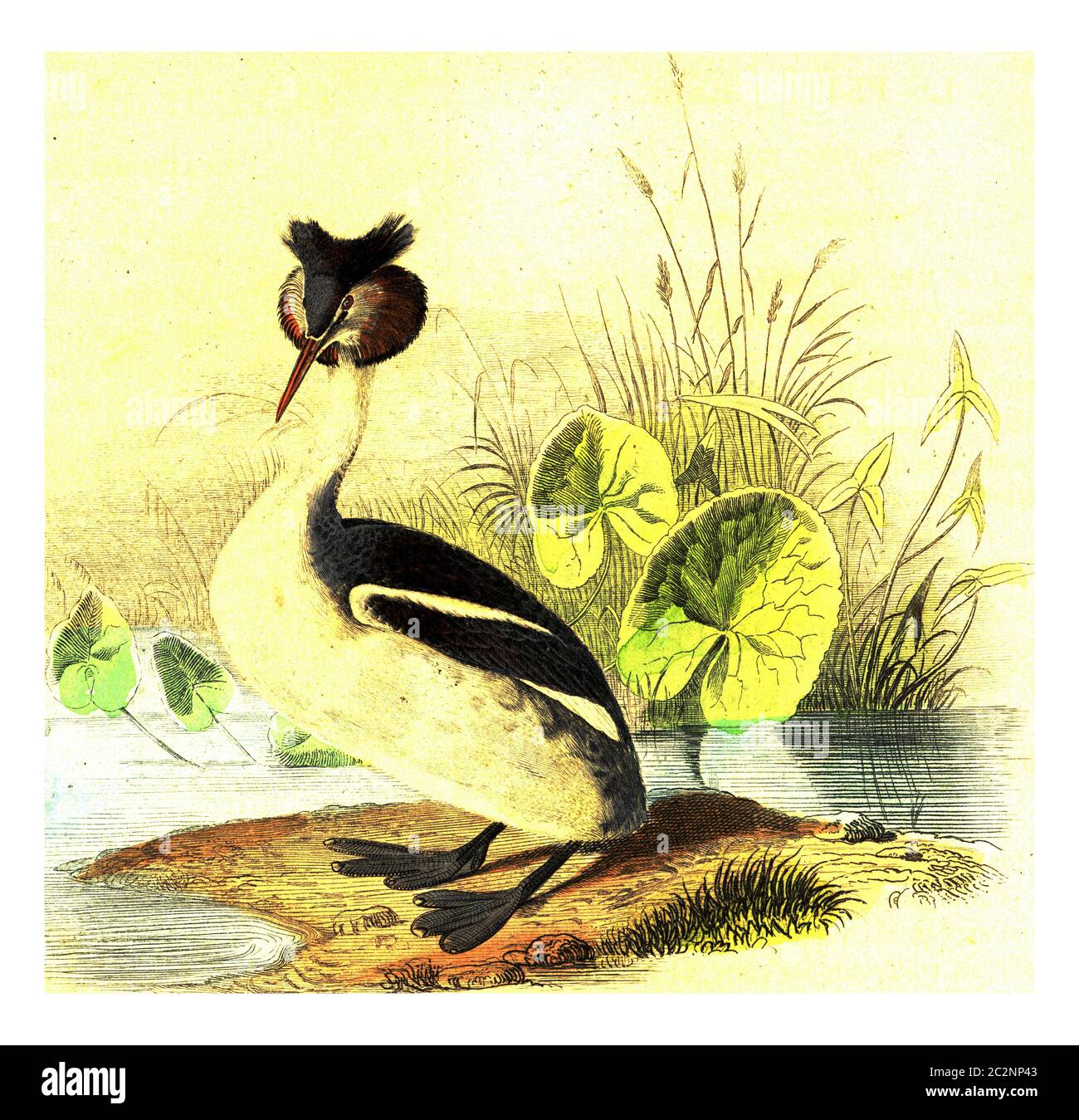 Horned Grebe, vintage engraved illustration. From Buffon Complete Work ...