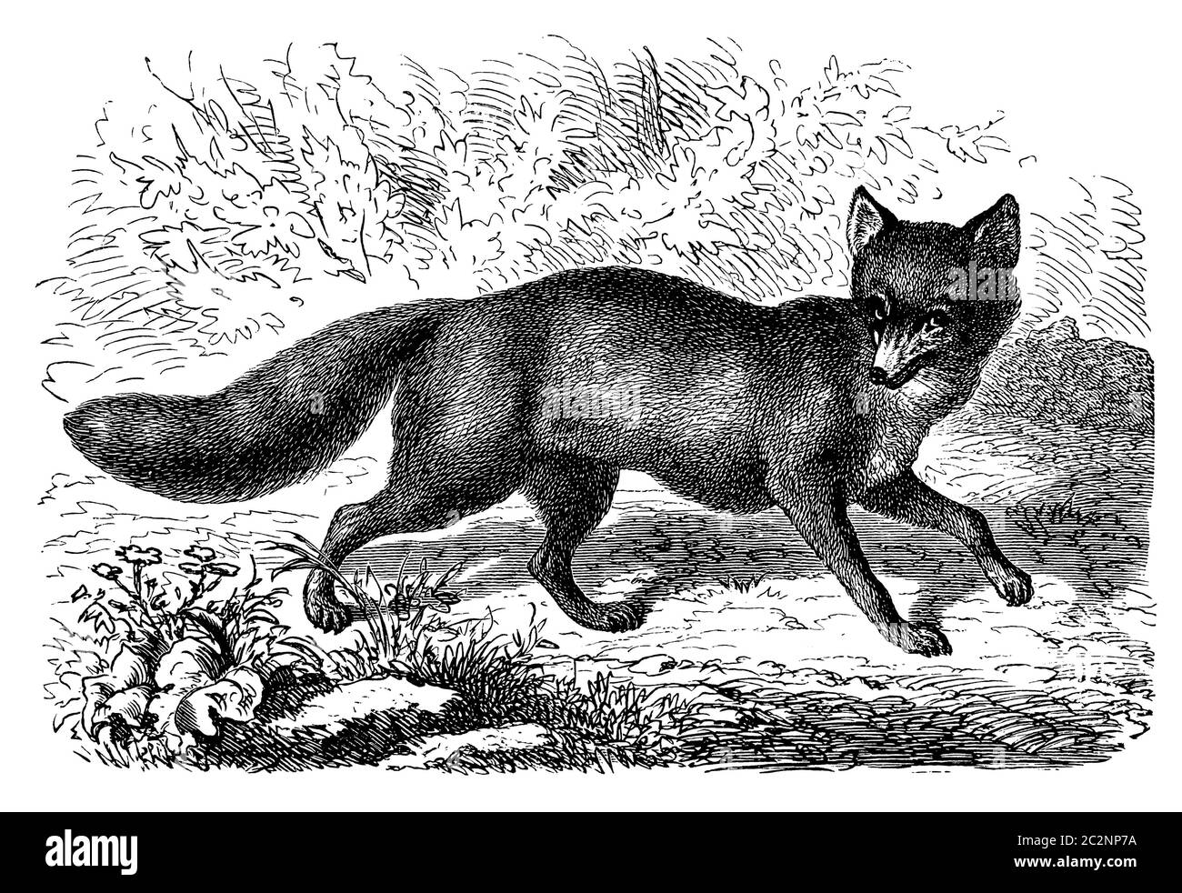 Rotfuchs illustration hi-res stock photography and images - Alamy