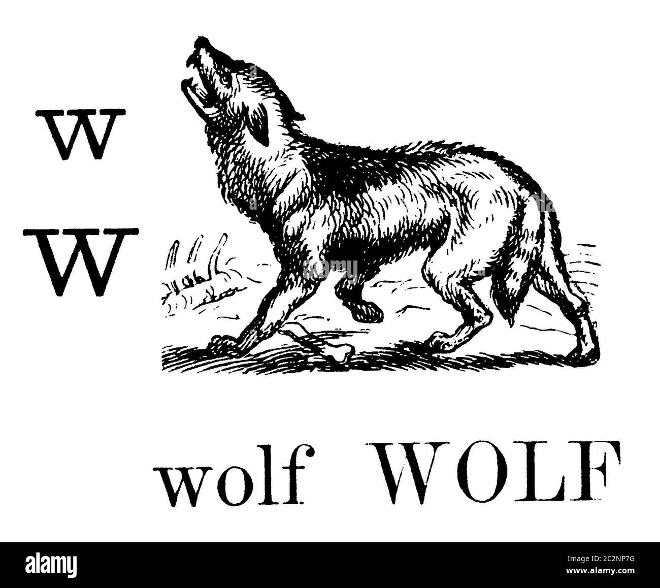 wolf / Canis lupus / Wolf (reading book, 1883 Stock Photo - Alamy