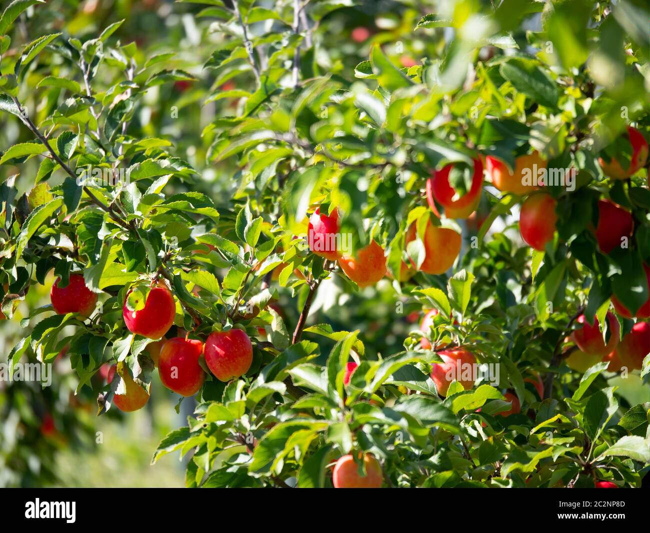Farm fruit japan hi-res stock photography and images - Alamy