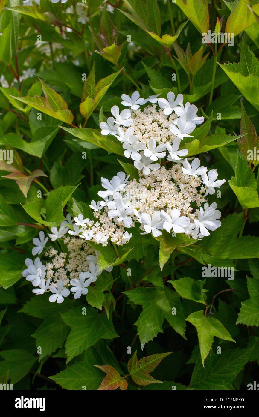 Close up view of beautiful white buds and blossoms on a compact ...