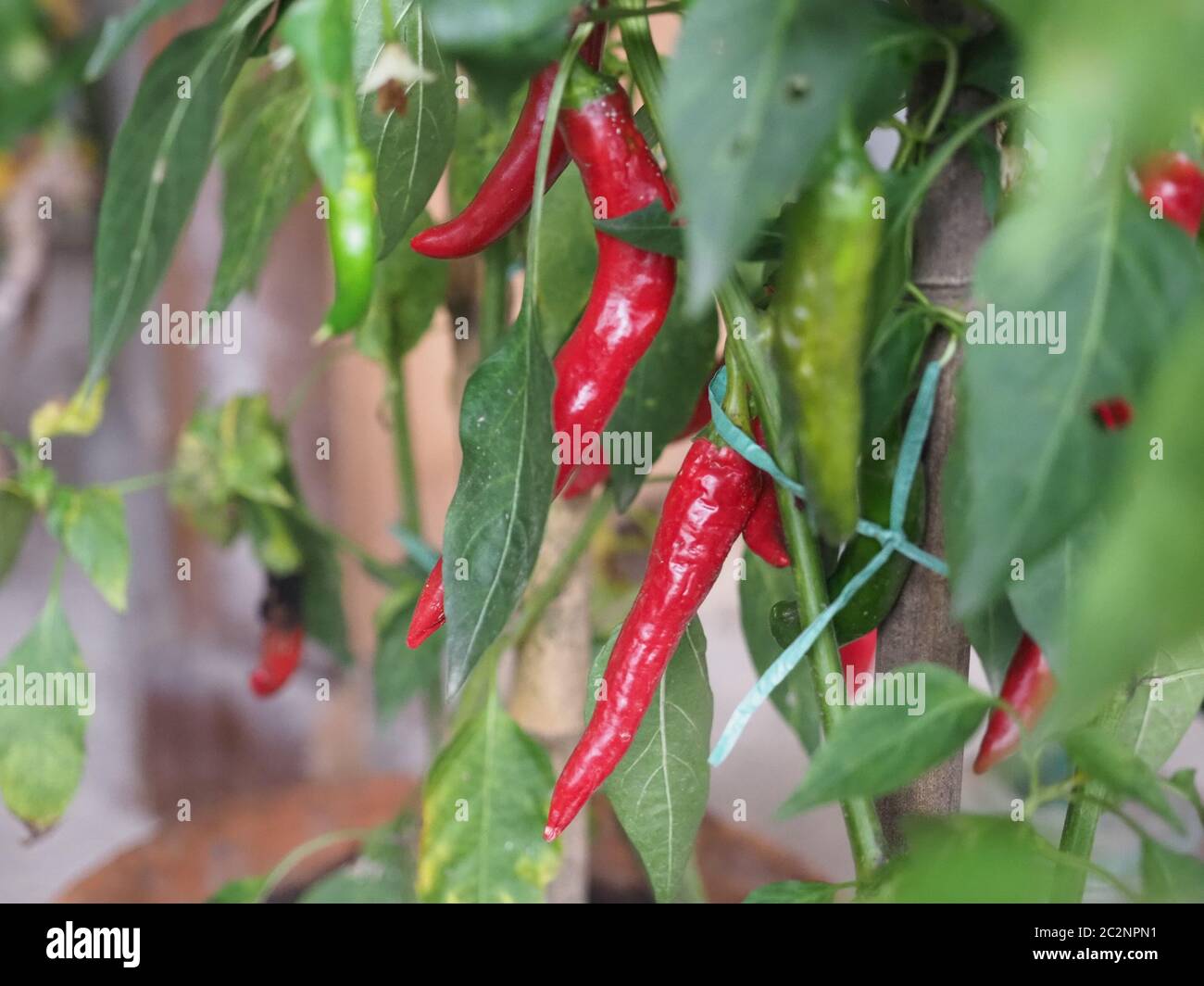Hot Chili Pepper (Capsicum) aka Chilli plant Stock Photo - Alamy