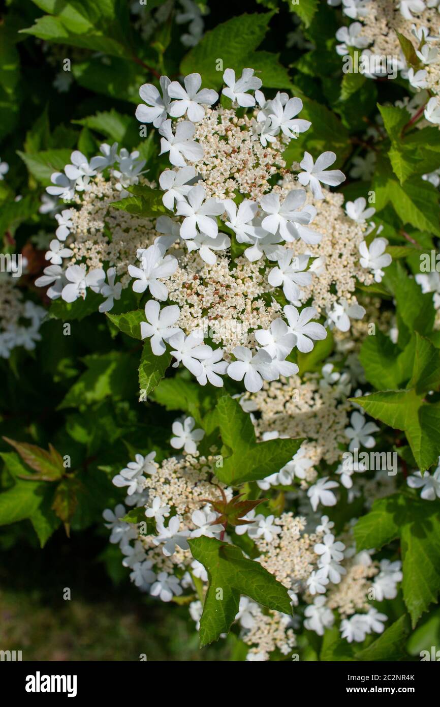 Close up view of beautiful white buds and blossoms on a compact ...