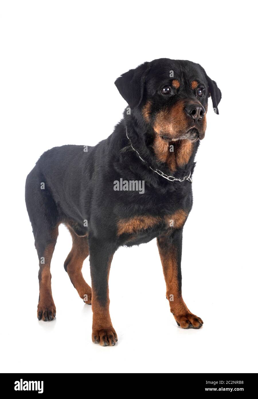 purebred rottweiler in front of white background Stock Photo - Alamy