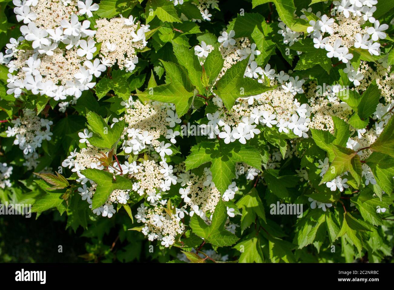Close up view of beautiful white buds and blossoms on a compact ...