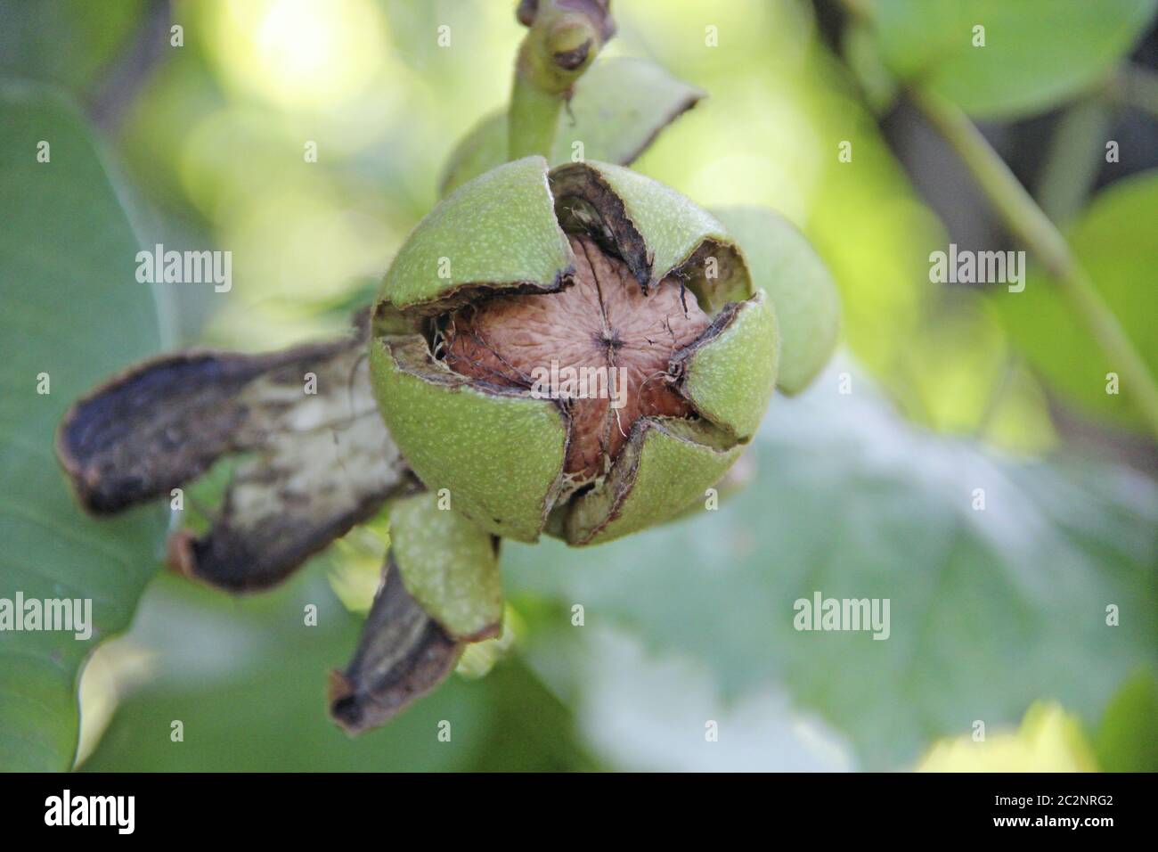 Juglans regia fruit ripening among green foliage on tree. Nut growing ...