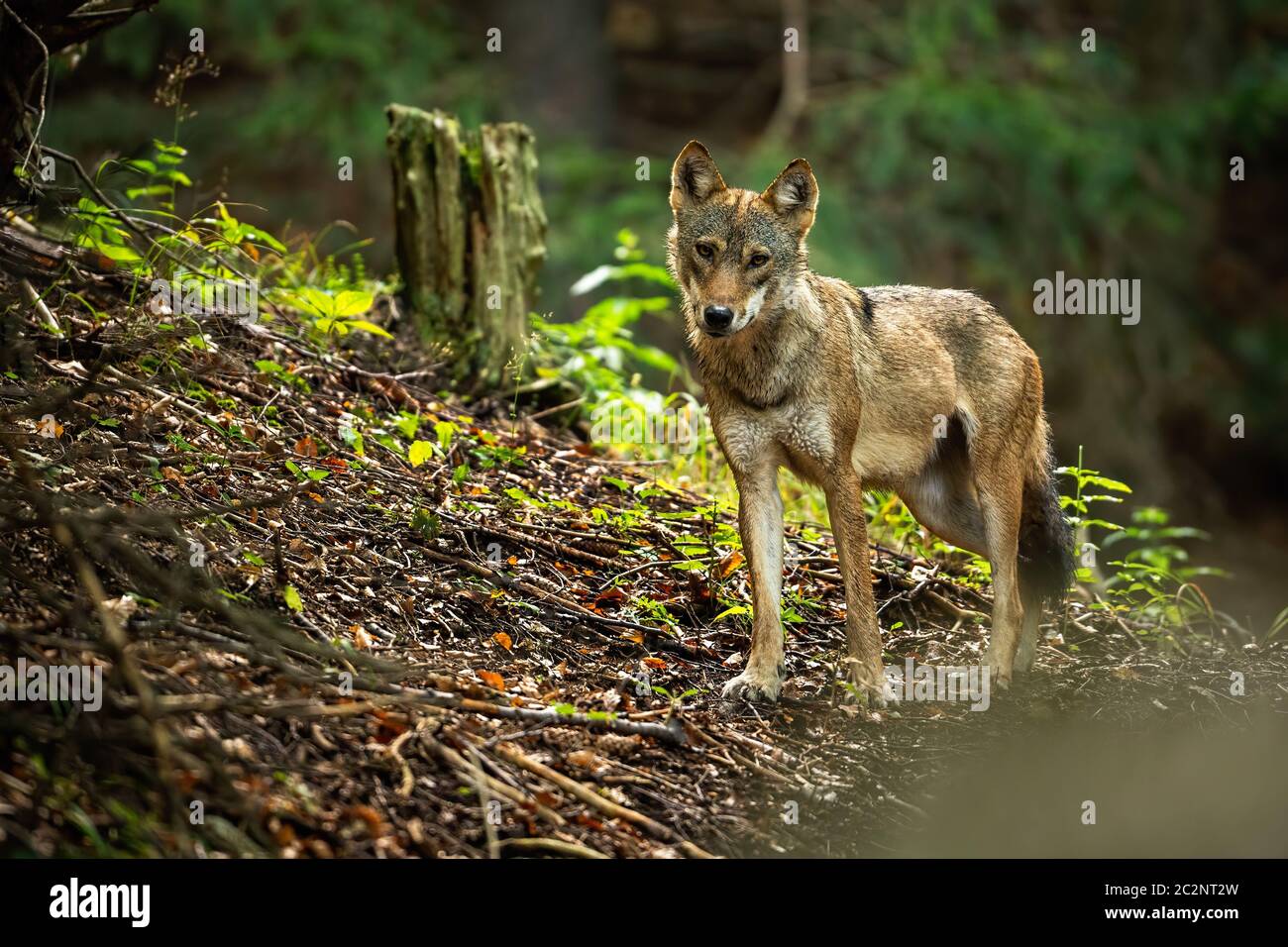 Alpha grey wolf, canis lupus, standing and observing the surroundings ...