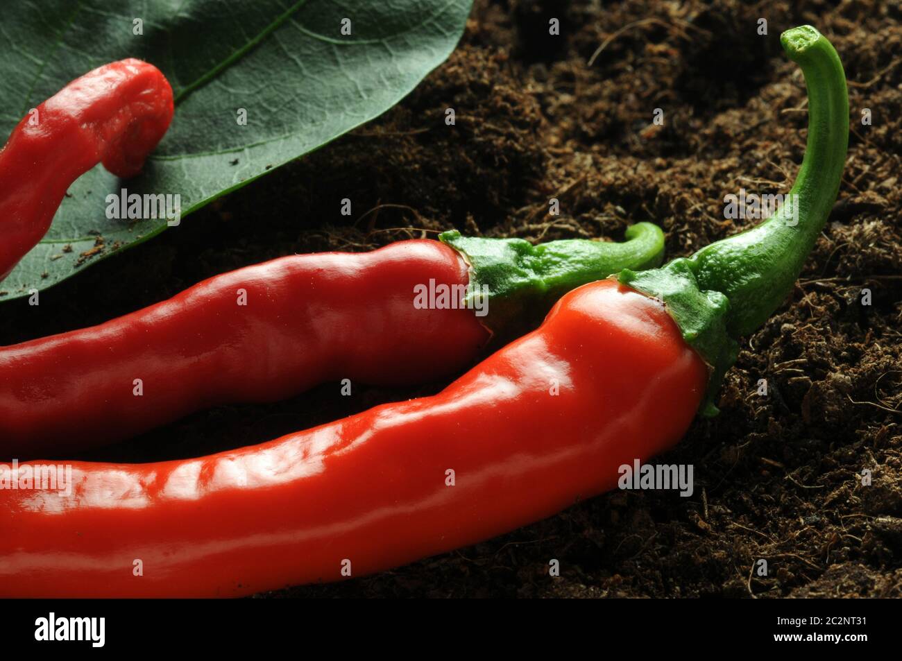 Chillies chilli chili spices hi-res stock photography and images - Alamy