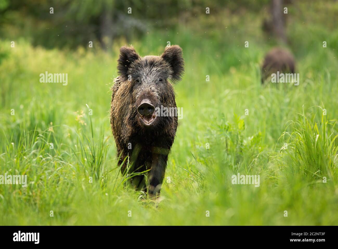 Threatening wild boar, sus scrofa, standing on a clearing with mouth ...