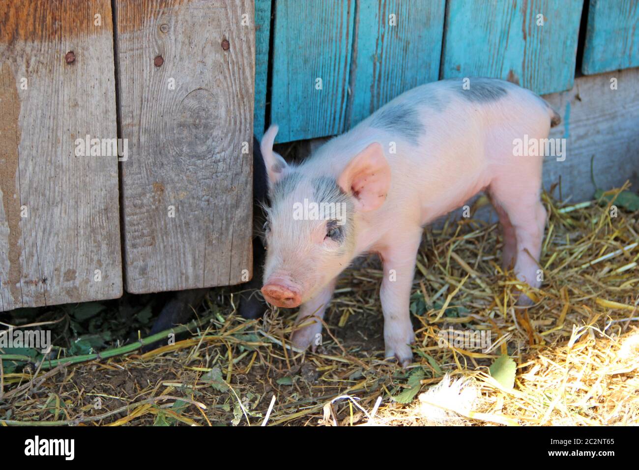 Jolly pig hi-res stock photography and images - Alamy