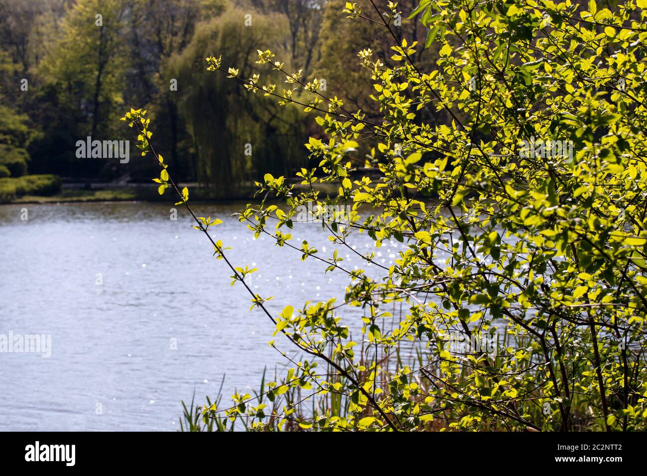 Lietzensee hi-res stock photography and images - Alamy