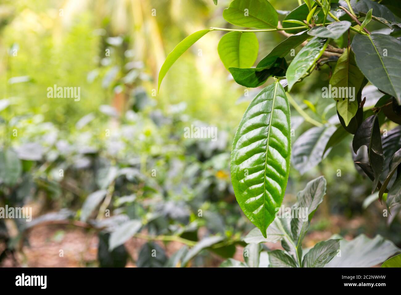 Ceylon tea green leaves closeup view, plantations of Sri Lanka. Harvest ...