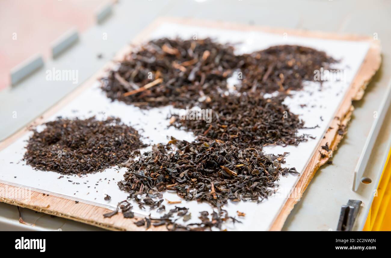Collection of Ceylon teas closeup view. Plants of Sri Lanka Stock Photo ...