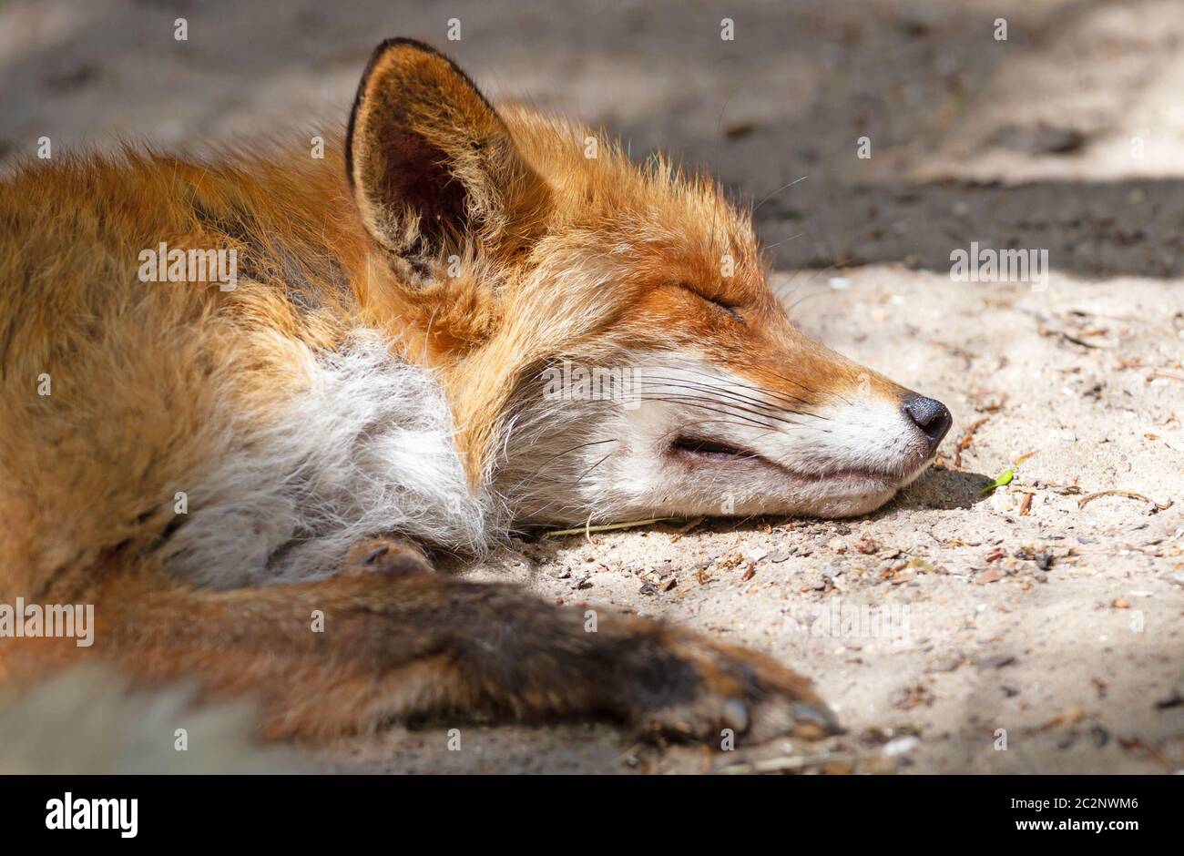 Adult red fox sleeping hi-res stock photography and images - Alamy