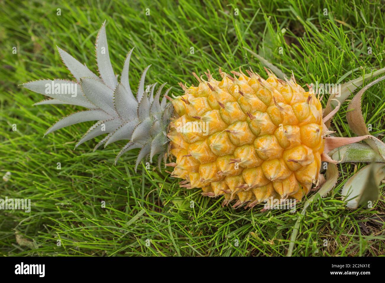 Pineapple grass hi-res stock photography and images - Alamy