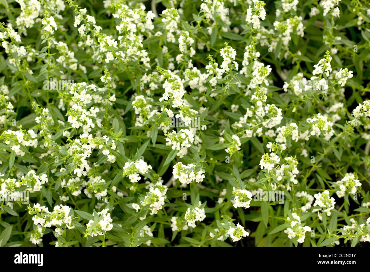 White flower field. Floral spring background Stock Photo - Alamy