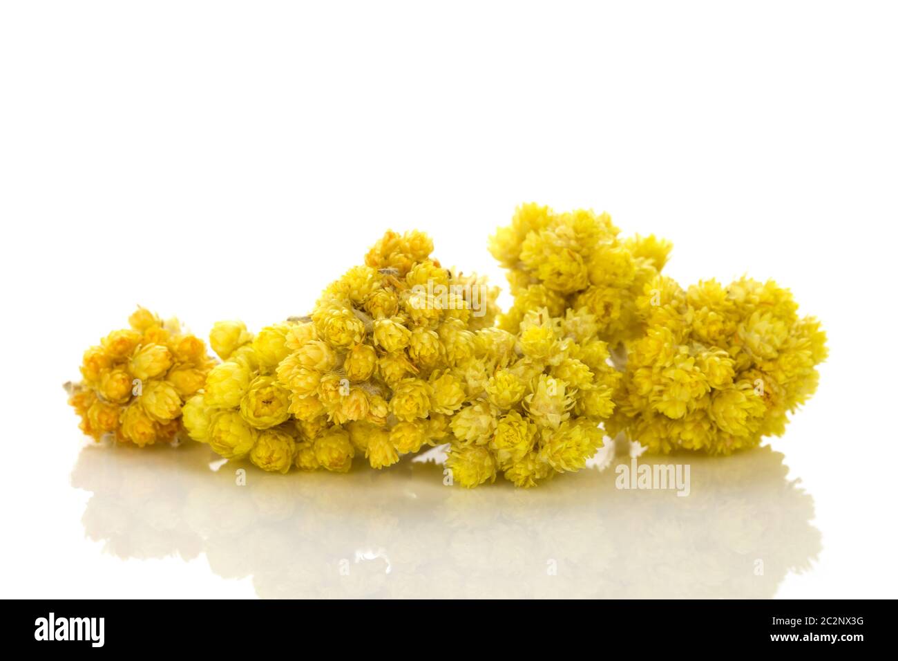 Dry Helichrysum italicum flower. Immortelle plant isolated on white ...