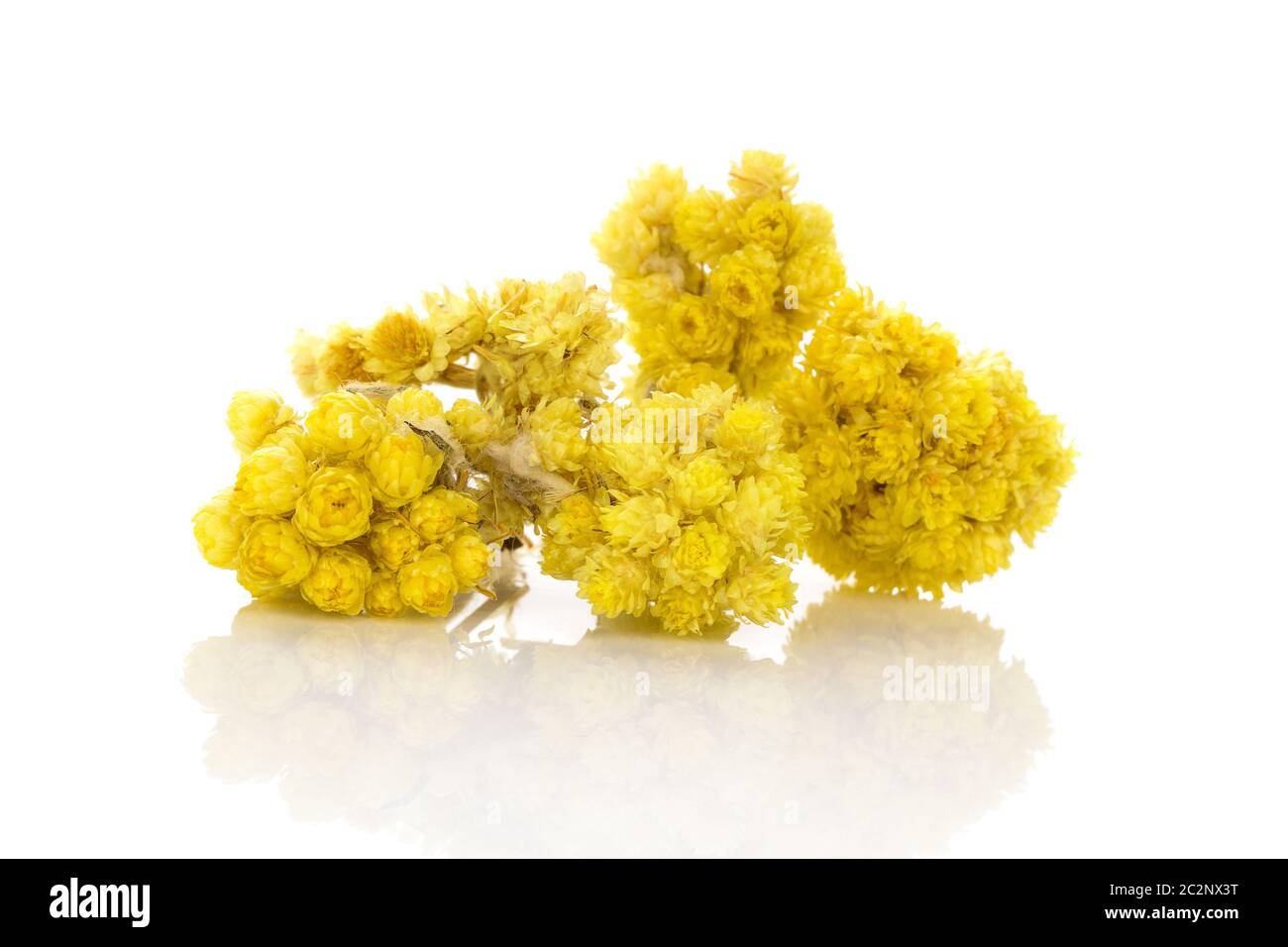 Dry Helichrysum italicum flower. Immortelle plant isolated on white ...