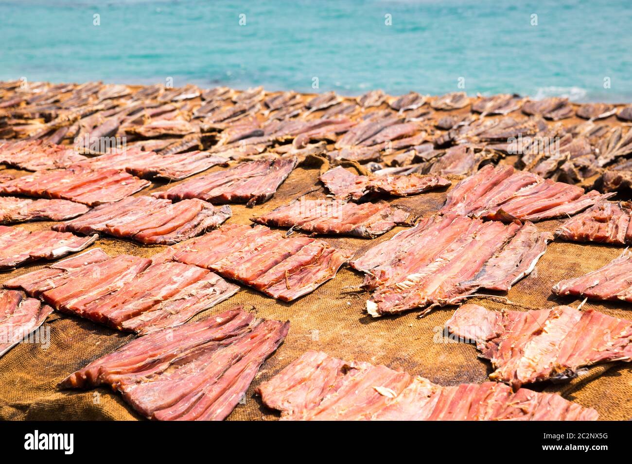 Tuna drying process on the coast of Sri Lanka. Traditional asian ...